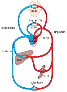 Sirkulasjon – Velkommen til studiehjelpen